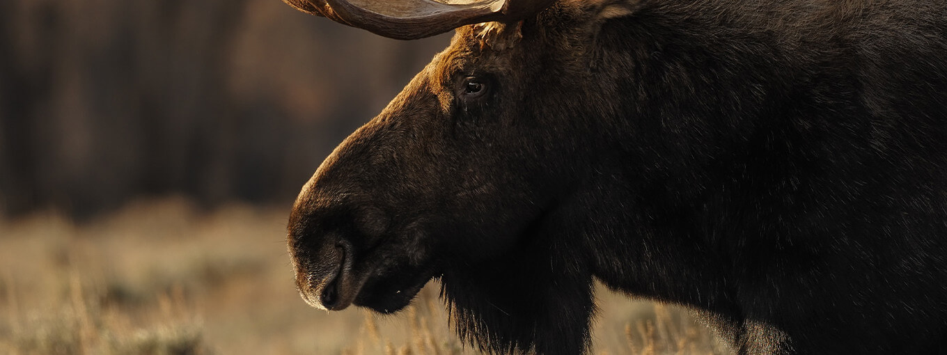 Introduction to Wildlife Photography with Brooke Bartleson - OM SYSTEM