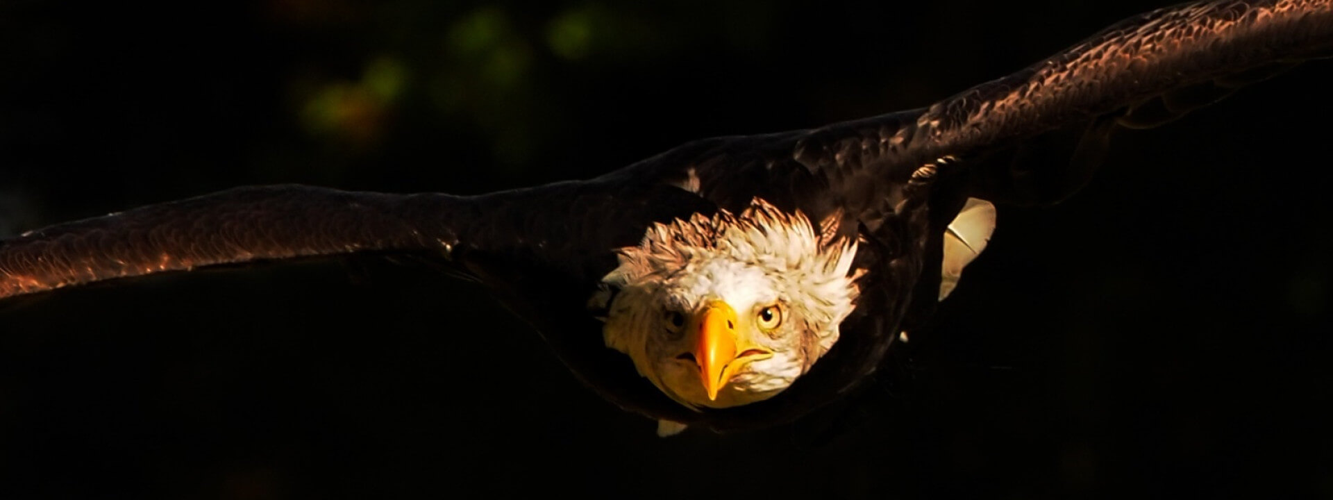 In conversation with Wildlife Photographer Andy Rouse - LIVE session ...