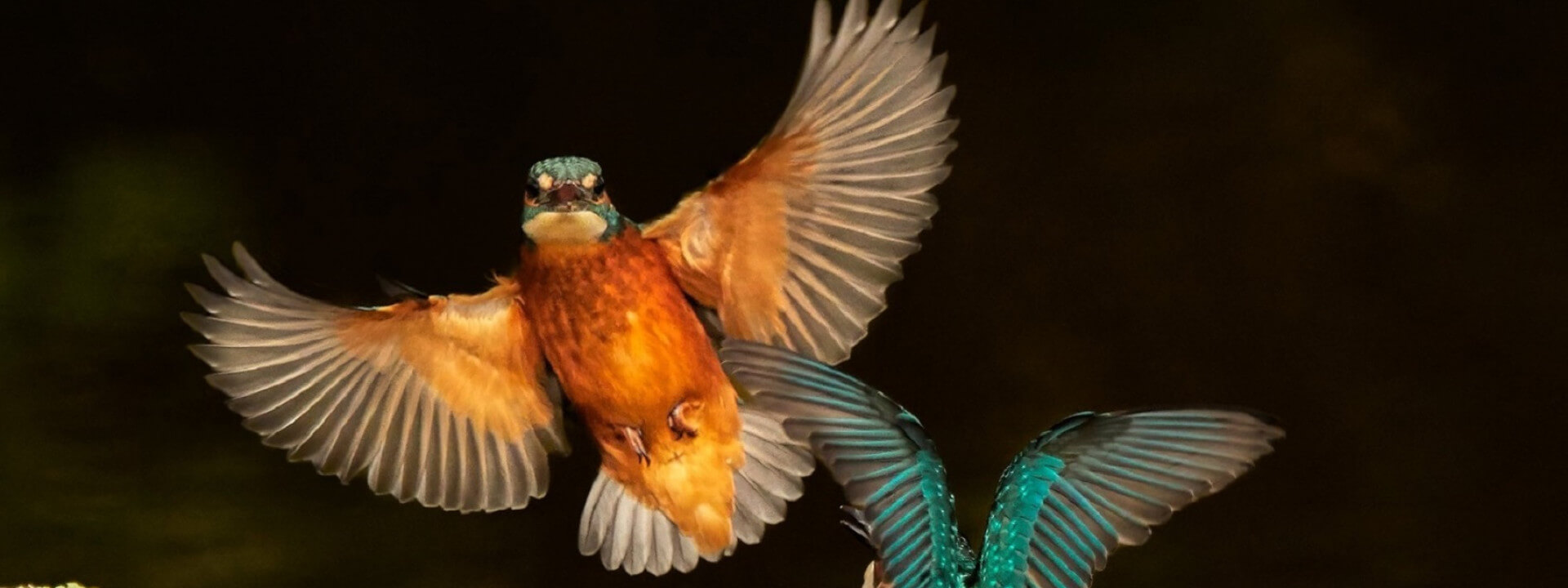 ONLINE Zoom session using Pro Capture with Wildlife Photographer Andy ...