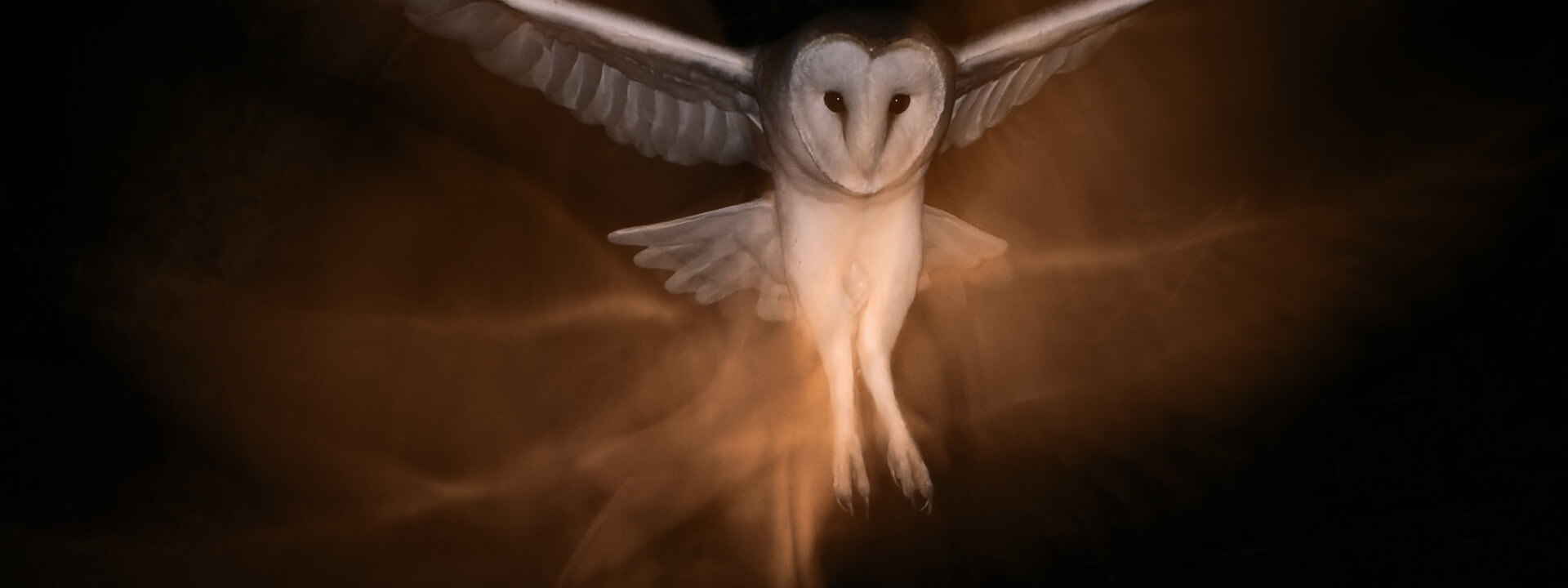 The Art of Bird Photography - 4 Creative Techniques with OM Ambassador ...