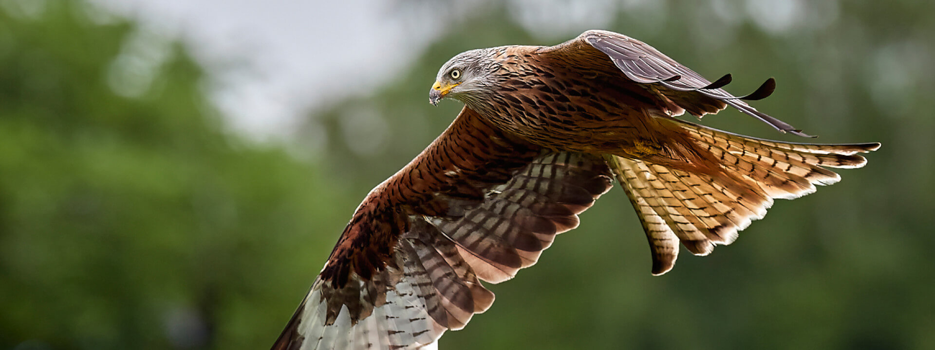 Gigrin Red Kite Feeding Centre with OM Ambassador Rob Cottle - OM ...