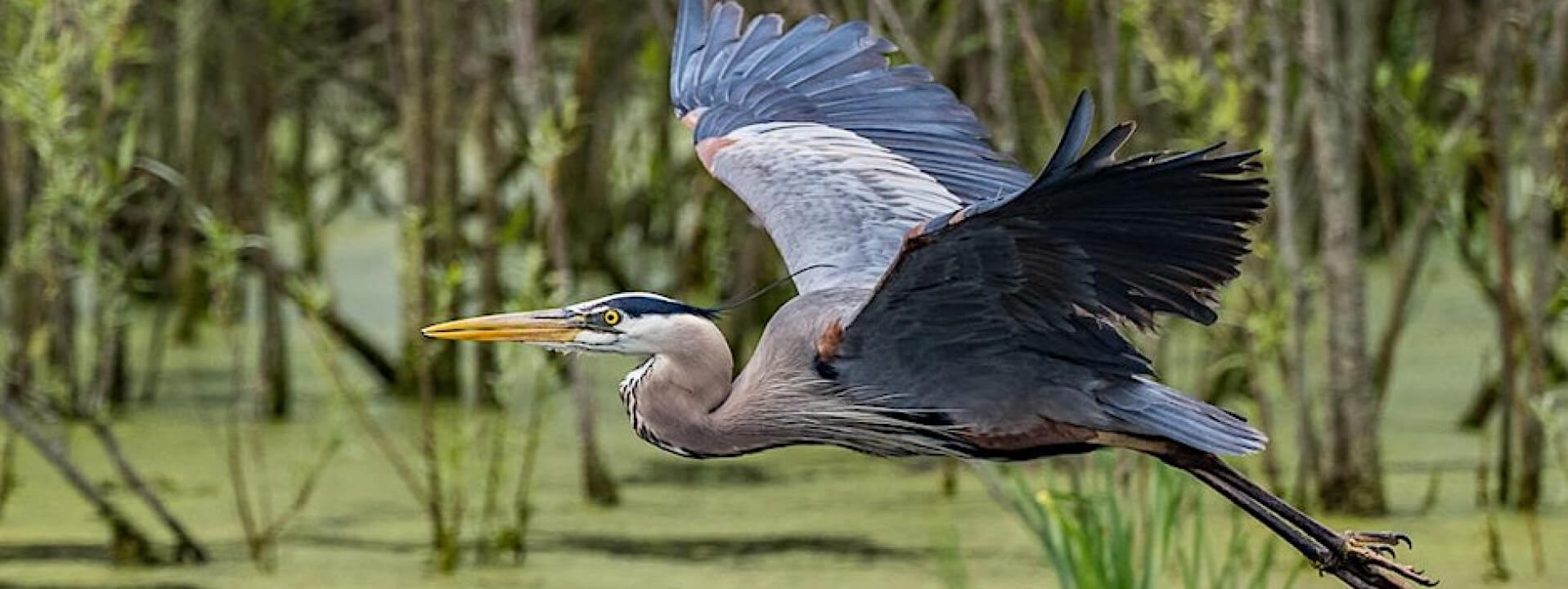 OM SYSTEM Bird Photography Workshop with CameraMall - OM SYSTEM