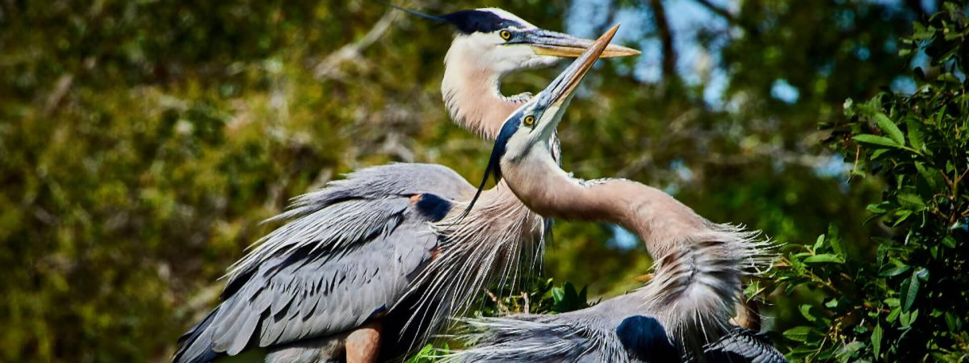 Venice Rookery Photo Field Trip with OM SYSTEM - OM SYSTEM