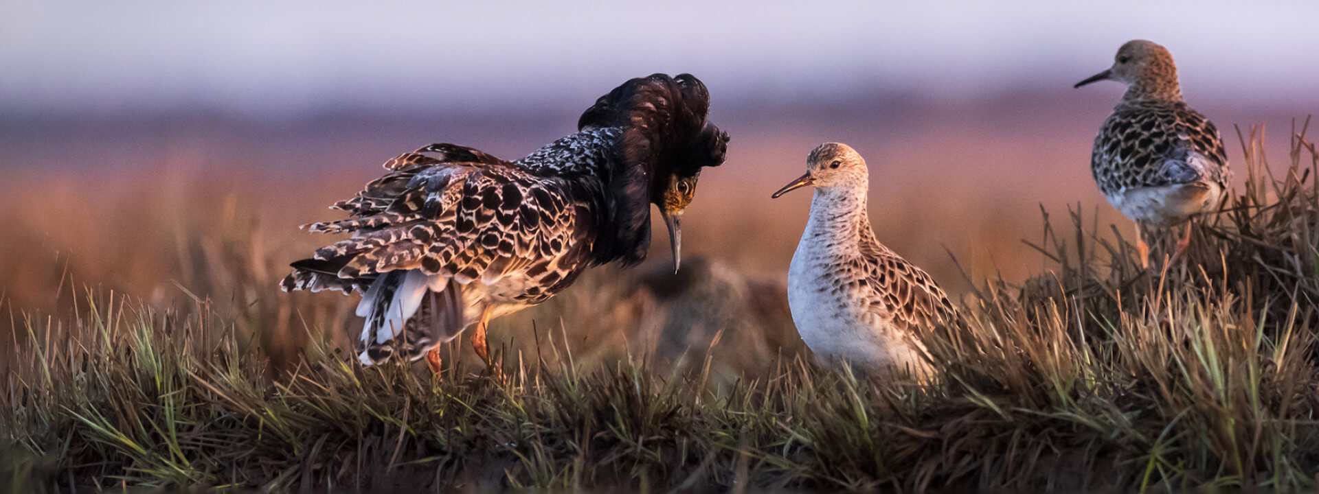 Ruff Break photography tour - Finnature